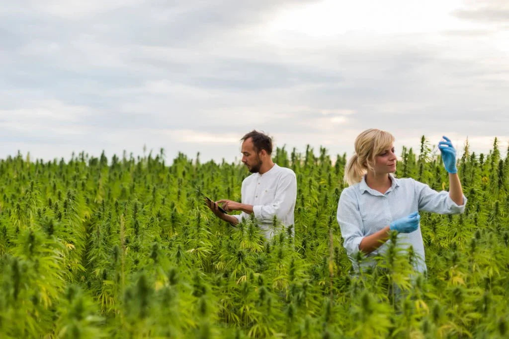 Environmental Impact of Hemp Production | Burning Daily – BD LOGISTICS