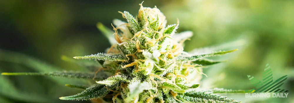 How To Stop Being High | Burning Daily – BD LOGISTICS